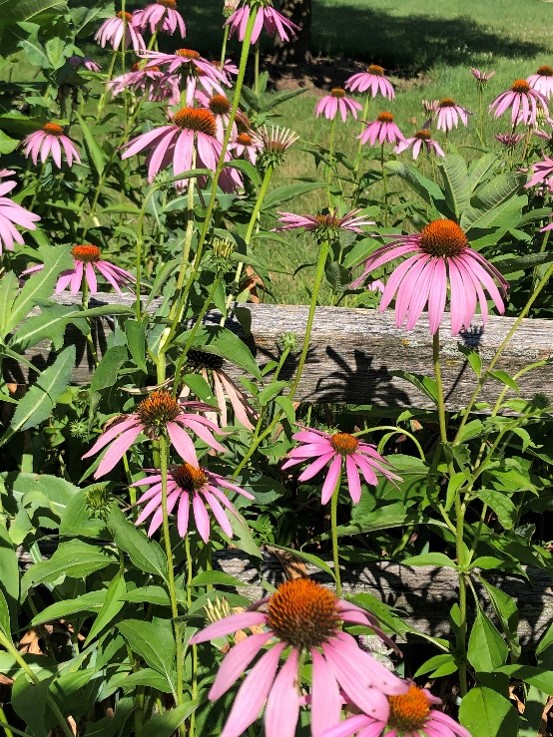 Cone Flower – STEMS AND SEEDS