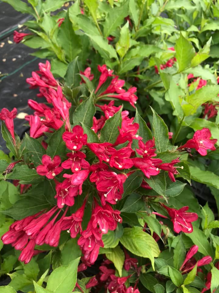 TREES AND SHRUBS – STEMS AND SEEDS